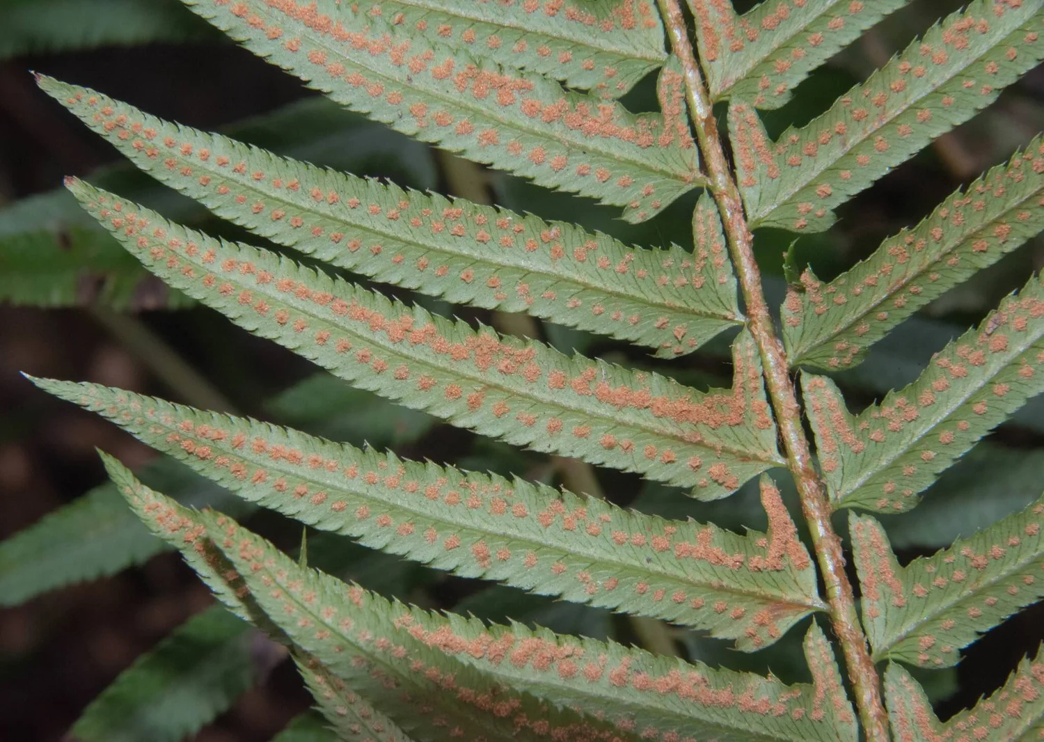 Native Plant of the Month: Western Sword Fern — Grassroots Ecology