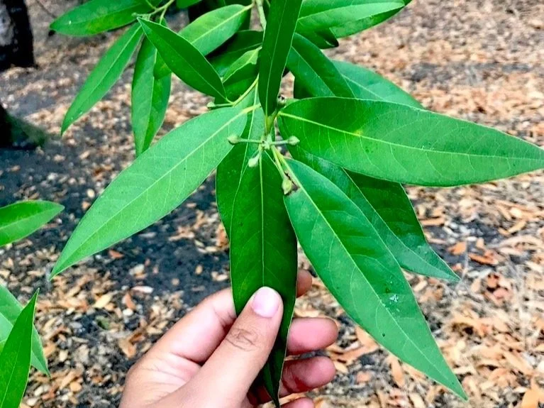 How to Make Native Plant Scented Candles — Grassroots Ecology
