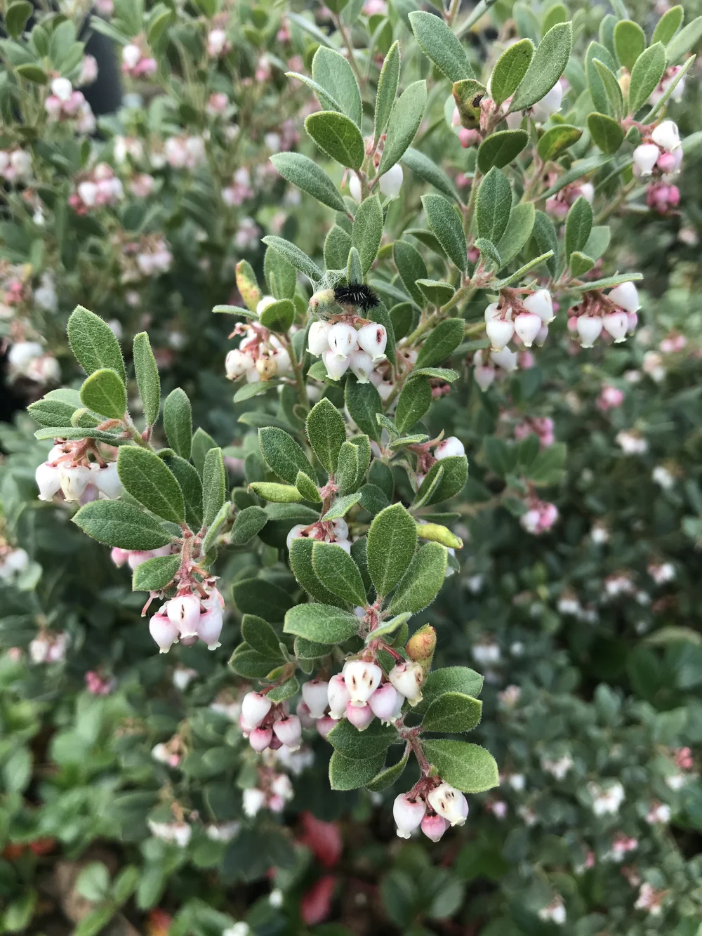 Native Plant of the Month: Manzanita — Grassroots Ecology