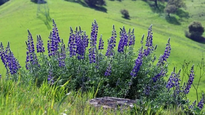 Native Plant of the Month: Silver Bush Lupine — Grassroots Ecology