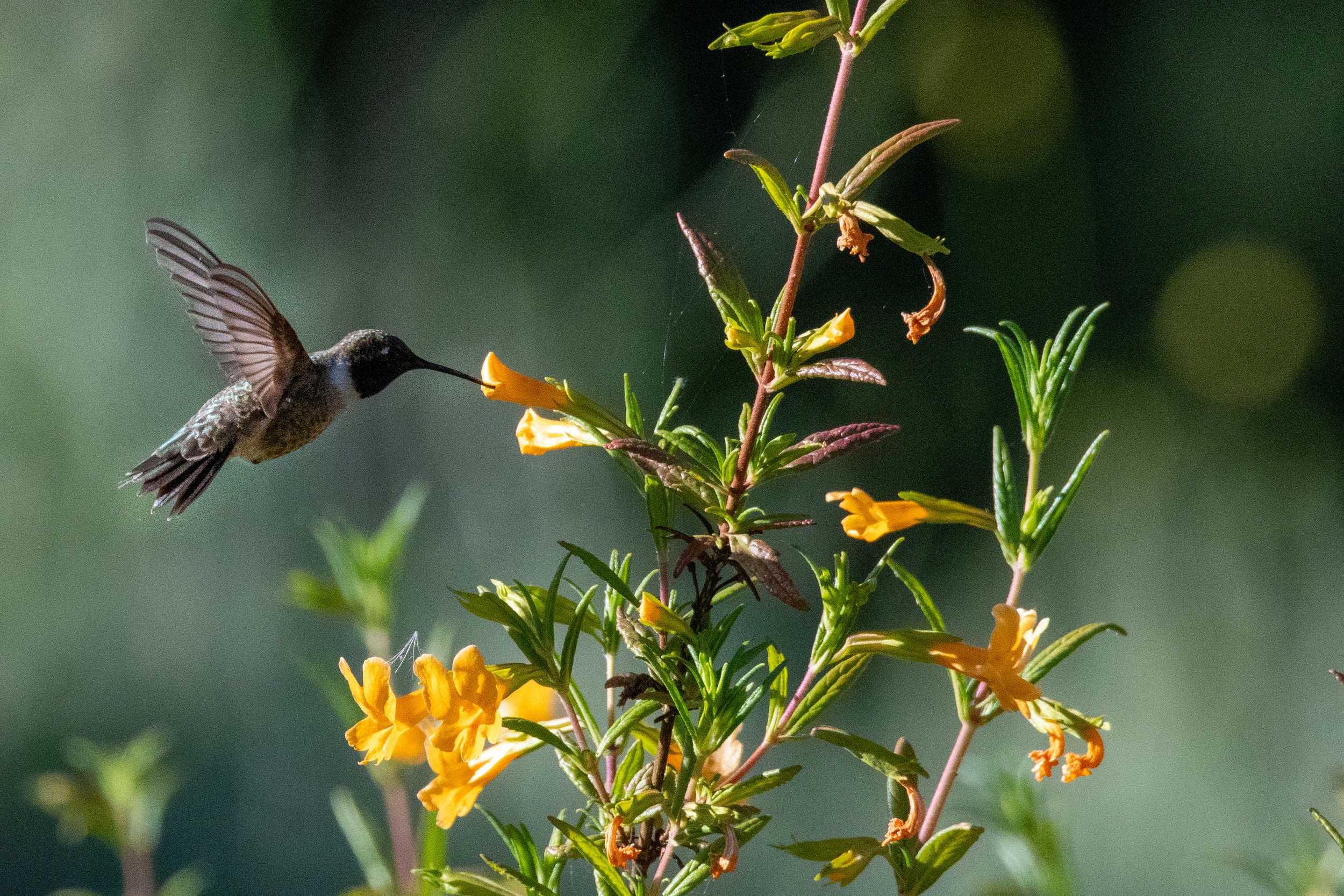 Volunteer Outdoors in Cupertino at McClellan Ranch Preserve ...
