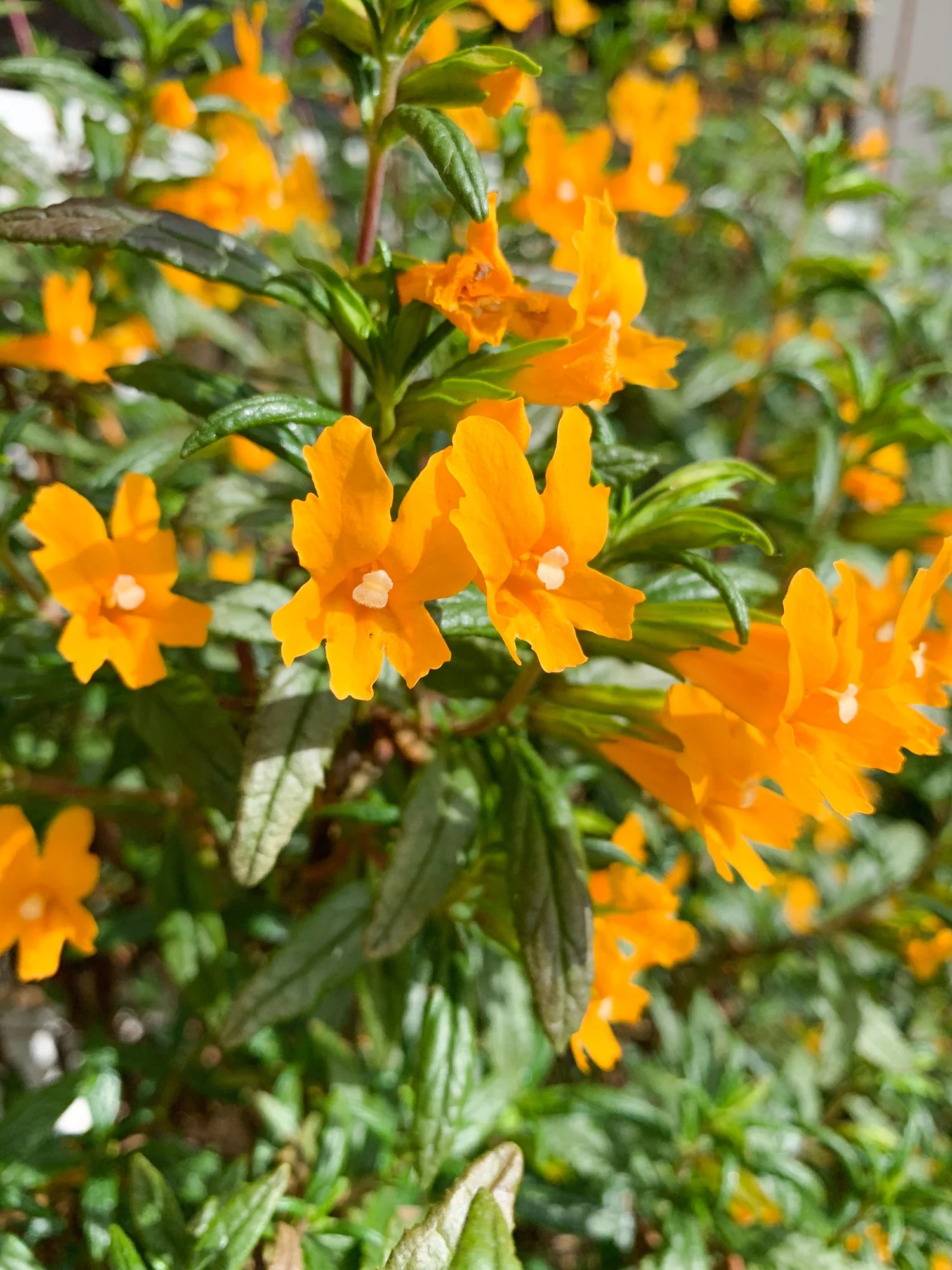 Native Plant of the Month: Sticky Monkey Flower — Grassroots Ecology