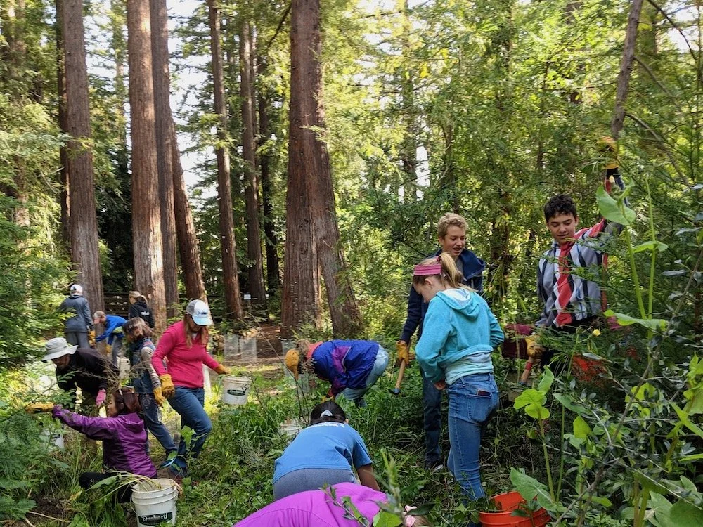Volunteer Outdoors in Los Altos at Redwood Grove — Grassroots Ecology