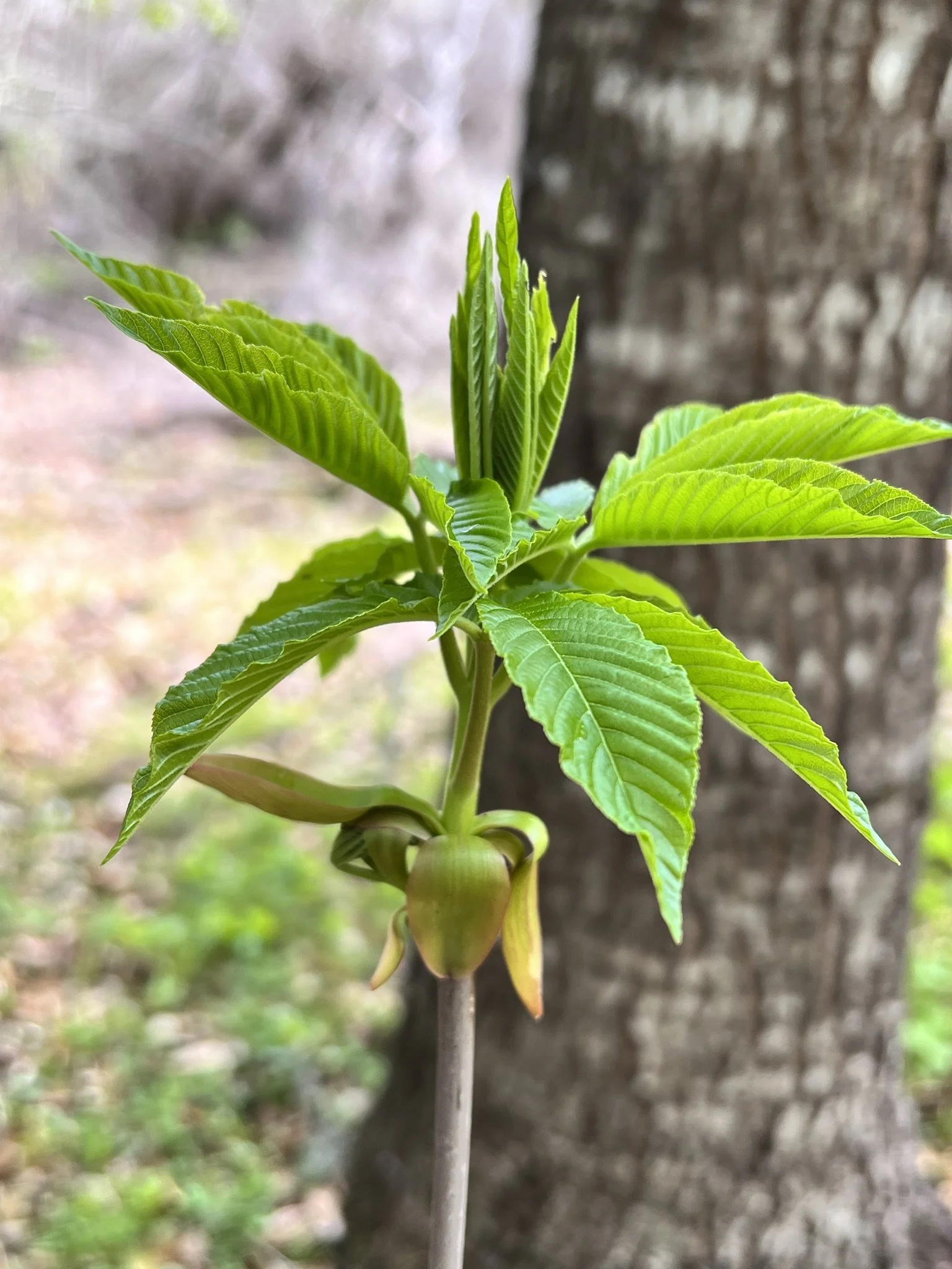 Native Plant of the Month: California Buckeye — Grassroots Ecology