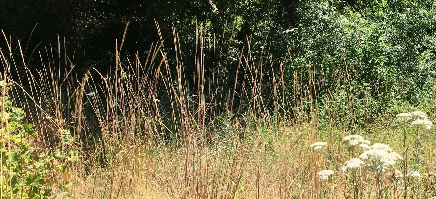 Native Plant of the Month: California Native Bunchgrasses — Grassroots ...