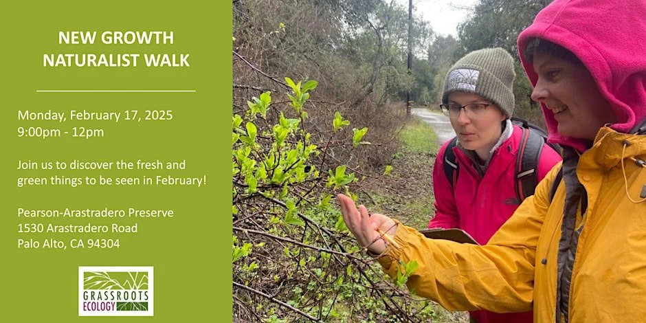 New Growth Naturalist Walk at Pearson-Arastradero Preserve — Grassroots ...