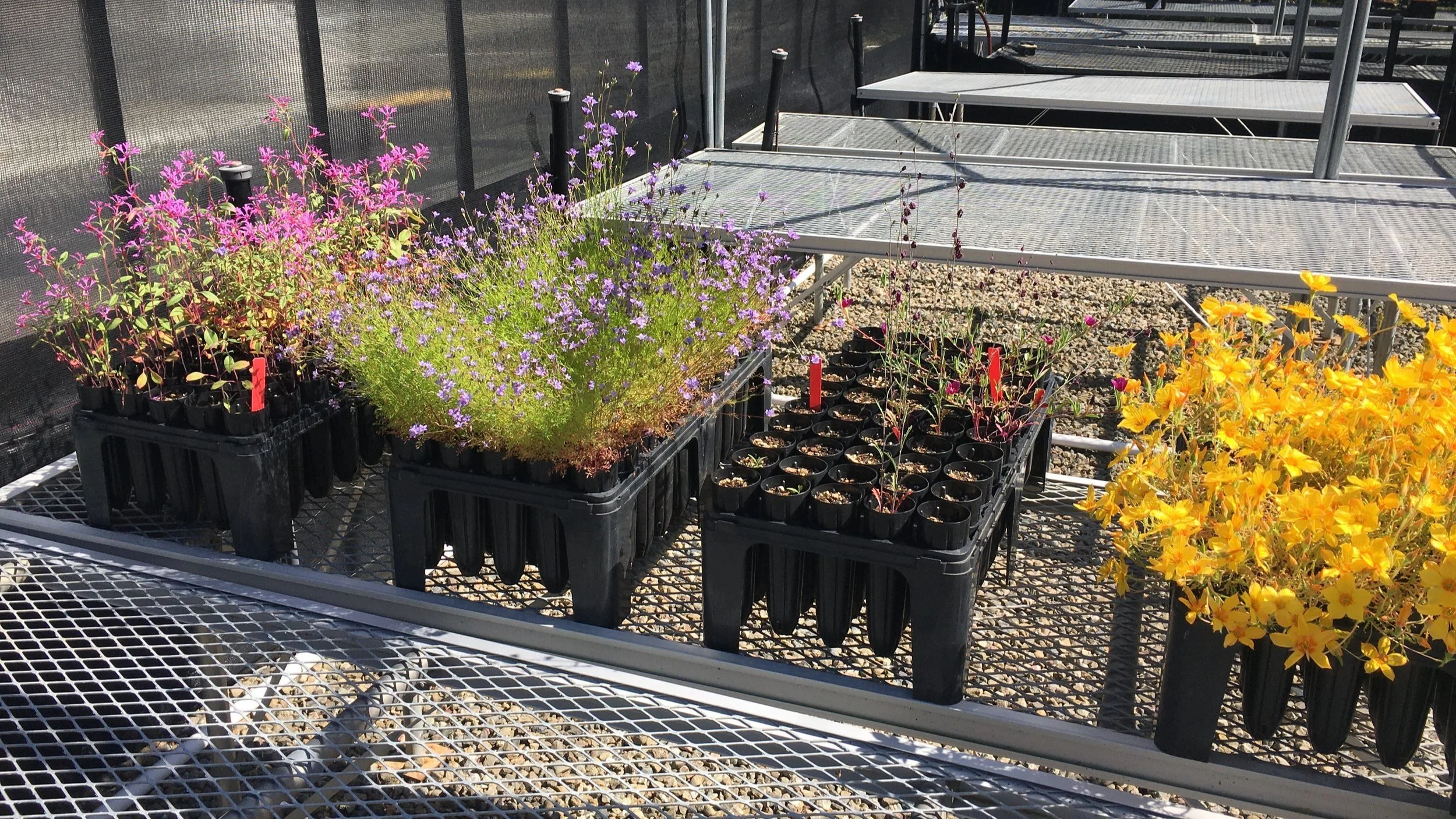 California Native Plant Nursery — Grassroots Ecology