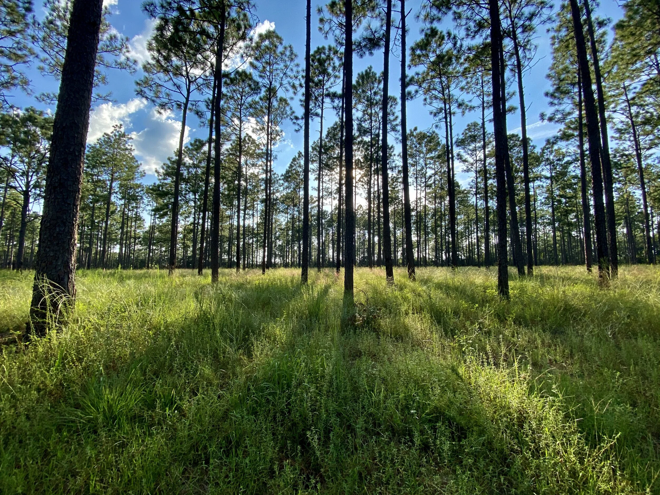 Longleaf Ridge