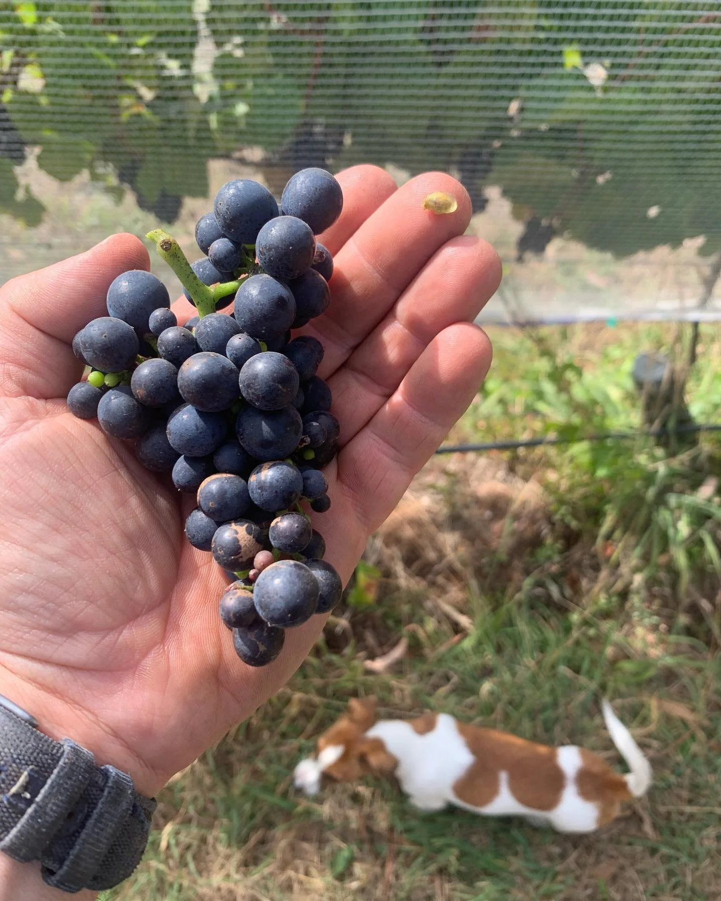 Wilimee - Family-run Macedon Ranges vineyard making Chardonnay and ...