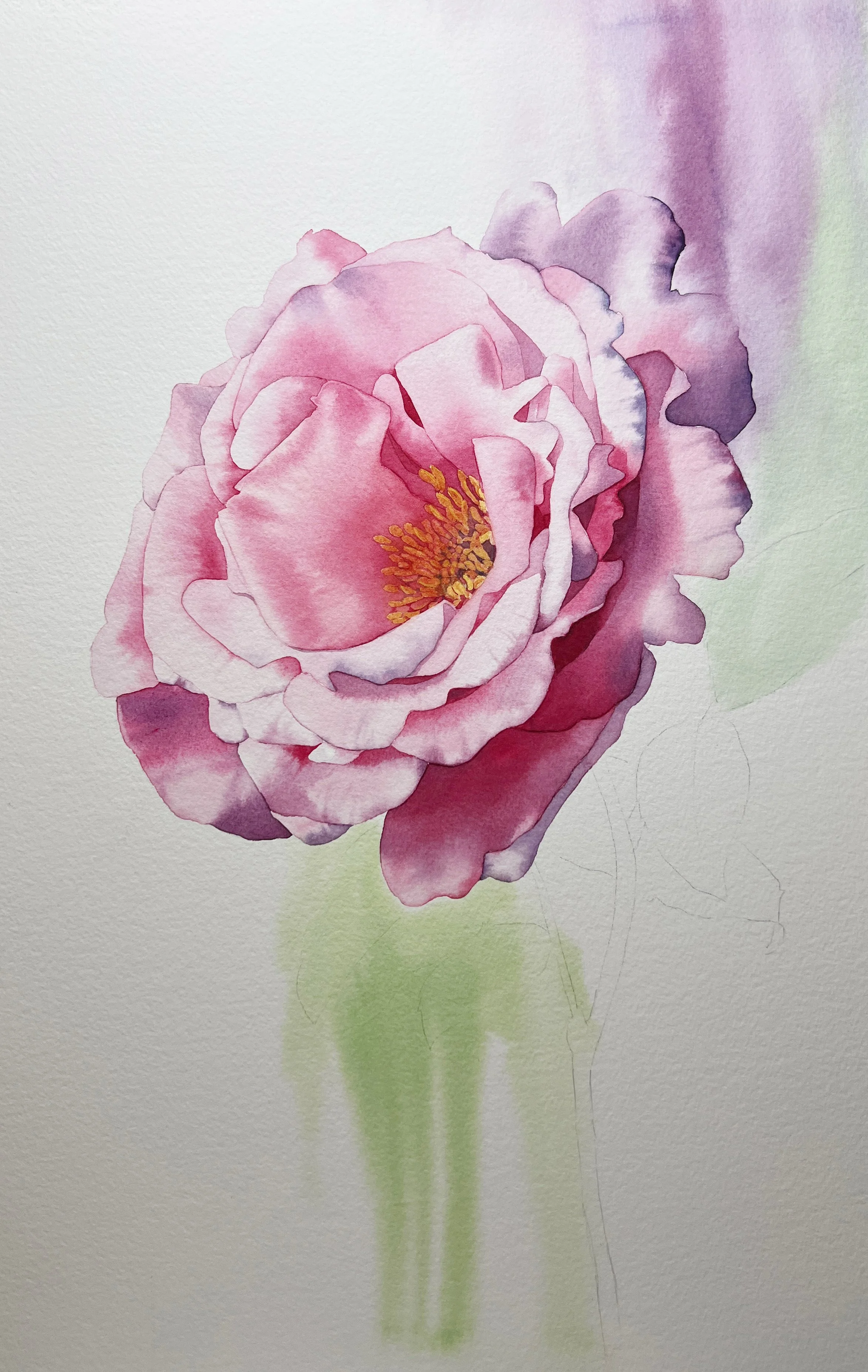 Painting a Watercolour Rose — Louise De Masi Watercolour Artist
