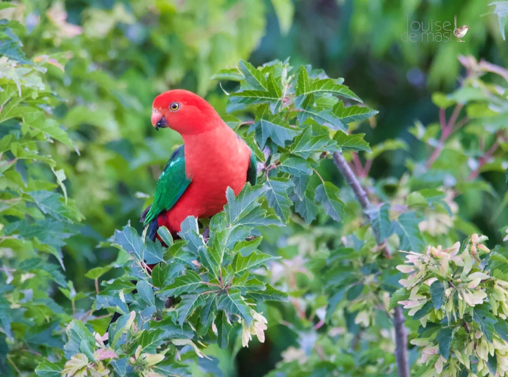 Coming Home, Cockatoos and King Parrots — Louise De Masi Watercolour Artist
