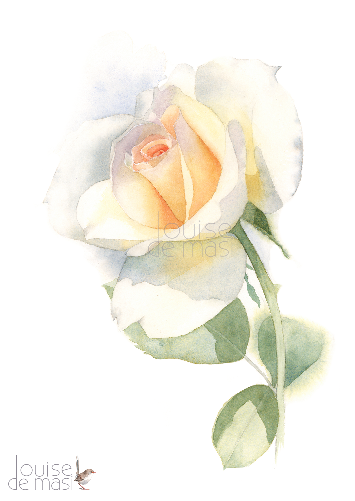 White Rose Watercolor