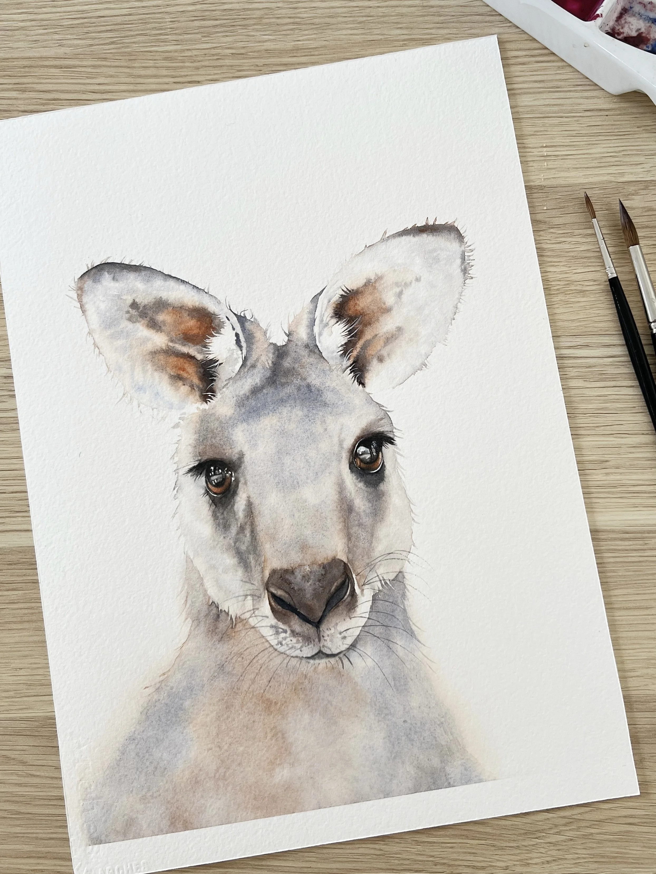 Outback Gaze - Captivating Kangaroo Watercolour by Louise De Masi ...