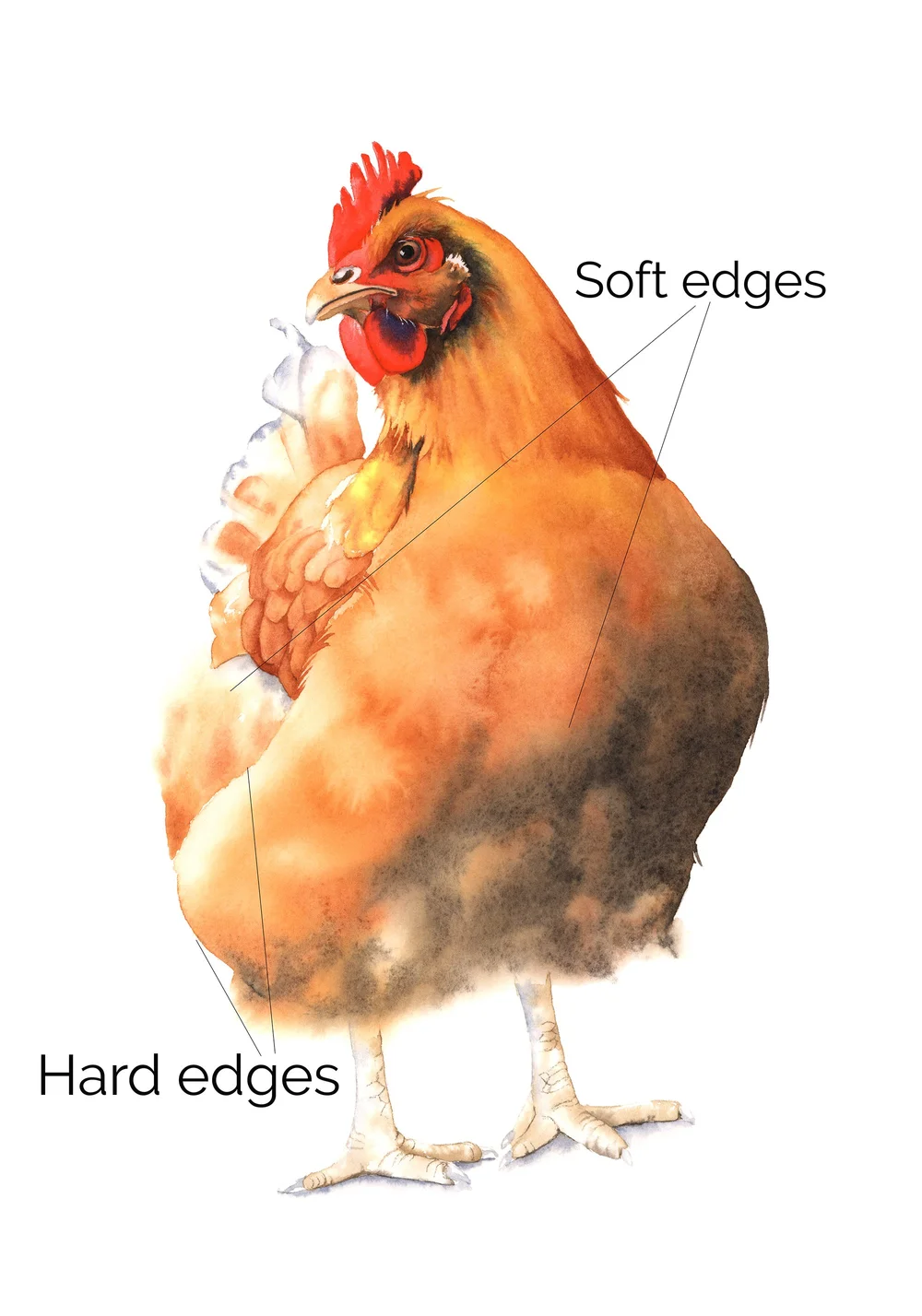 Wet on Dry watercolour technique — Louise De Masi Watercolour Artist