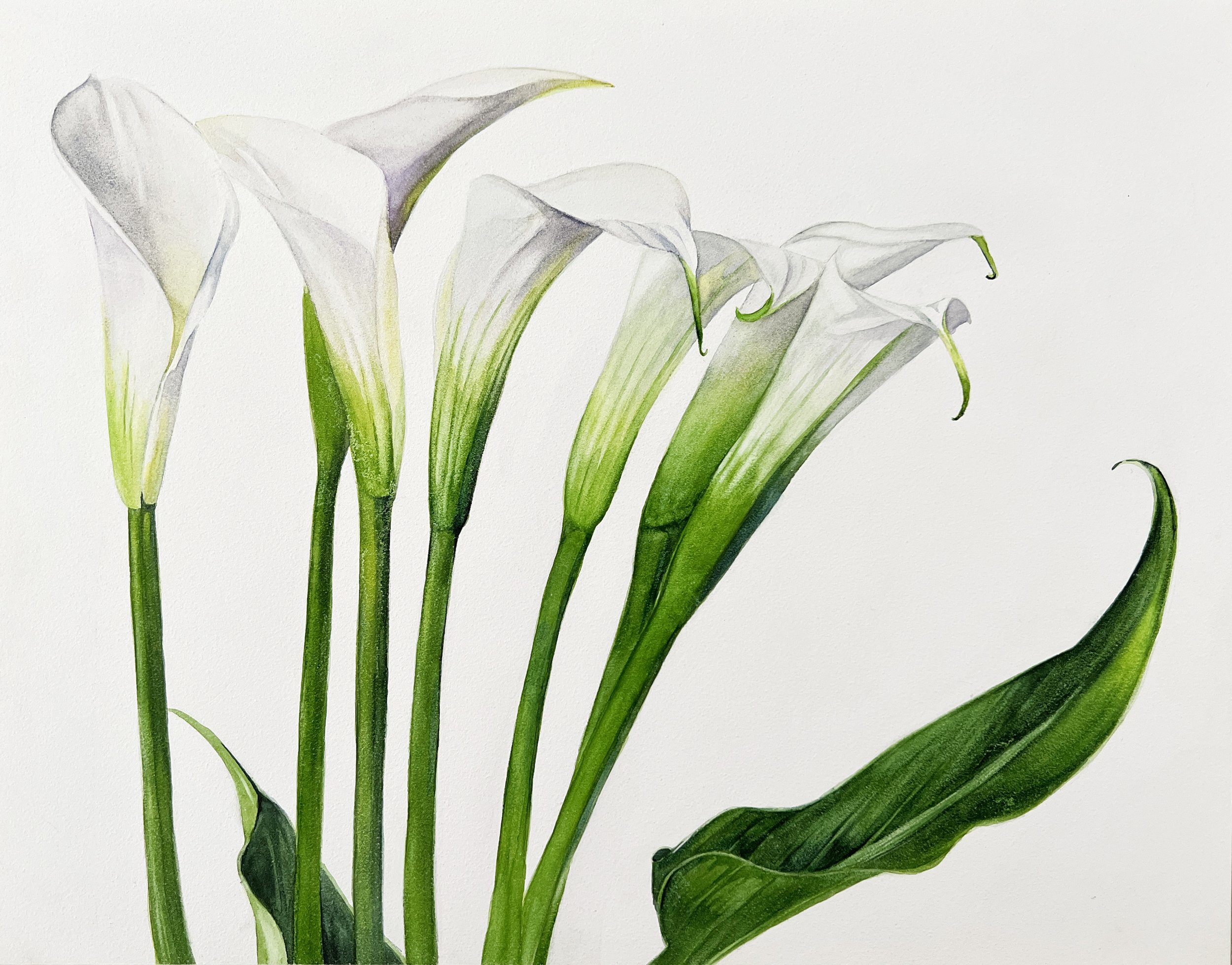 Ampersand Aquabord Panels for Watercolor — Louise De Masi Watercolour ...