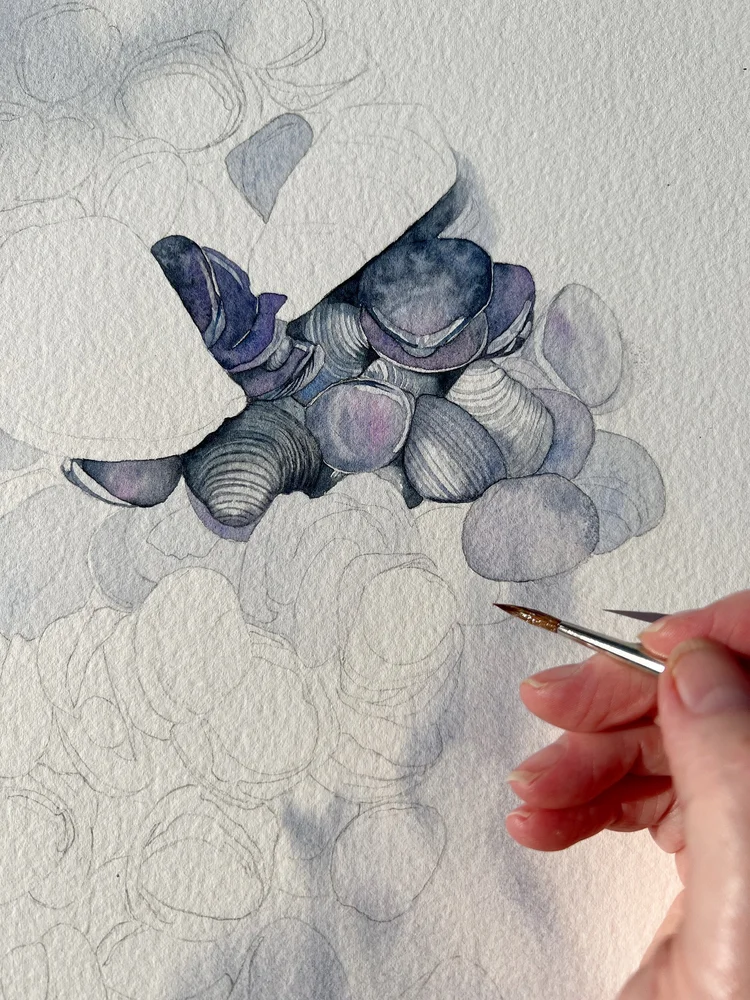A guide to painting sea shells in watercolour. — Louise De Masi ...