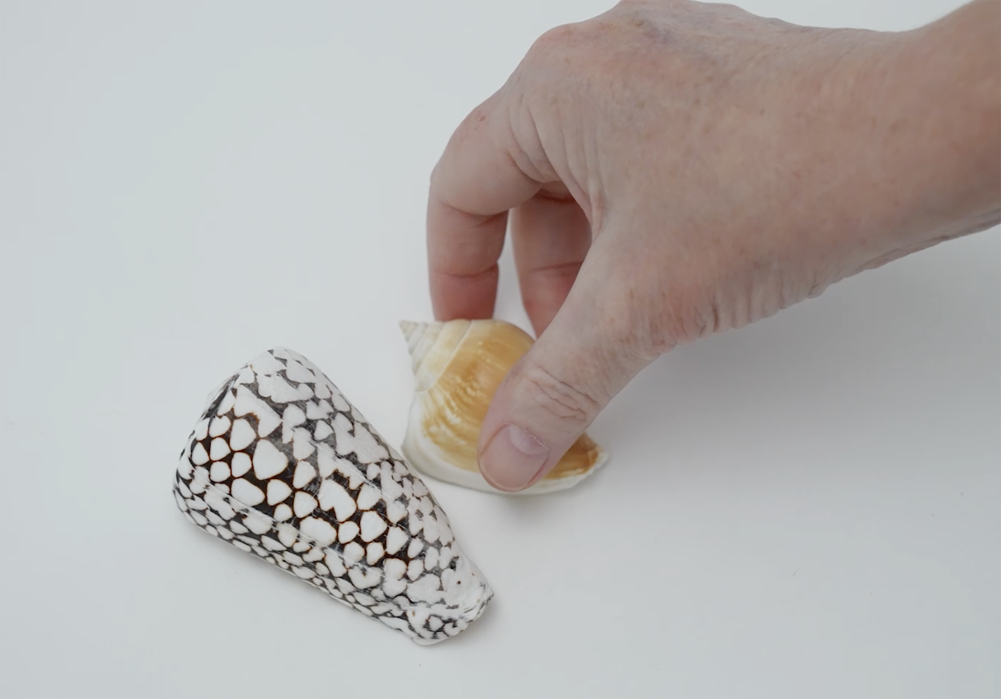 A guide to painting sea shells in watercolour. — Louise De Masi ...