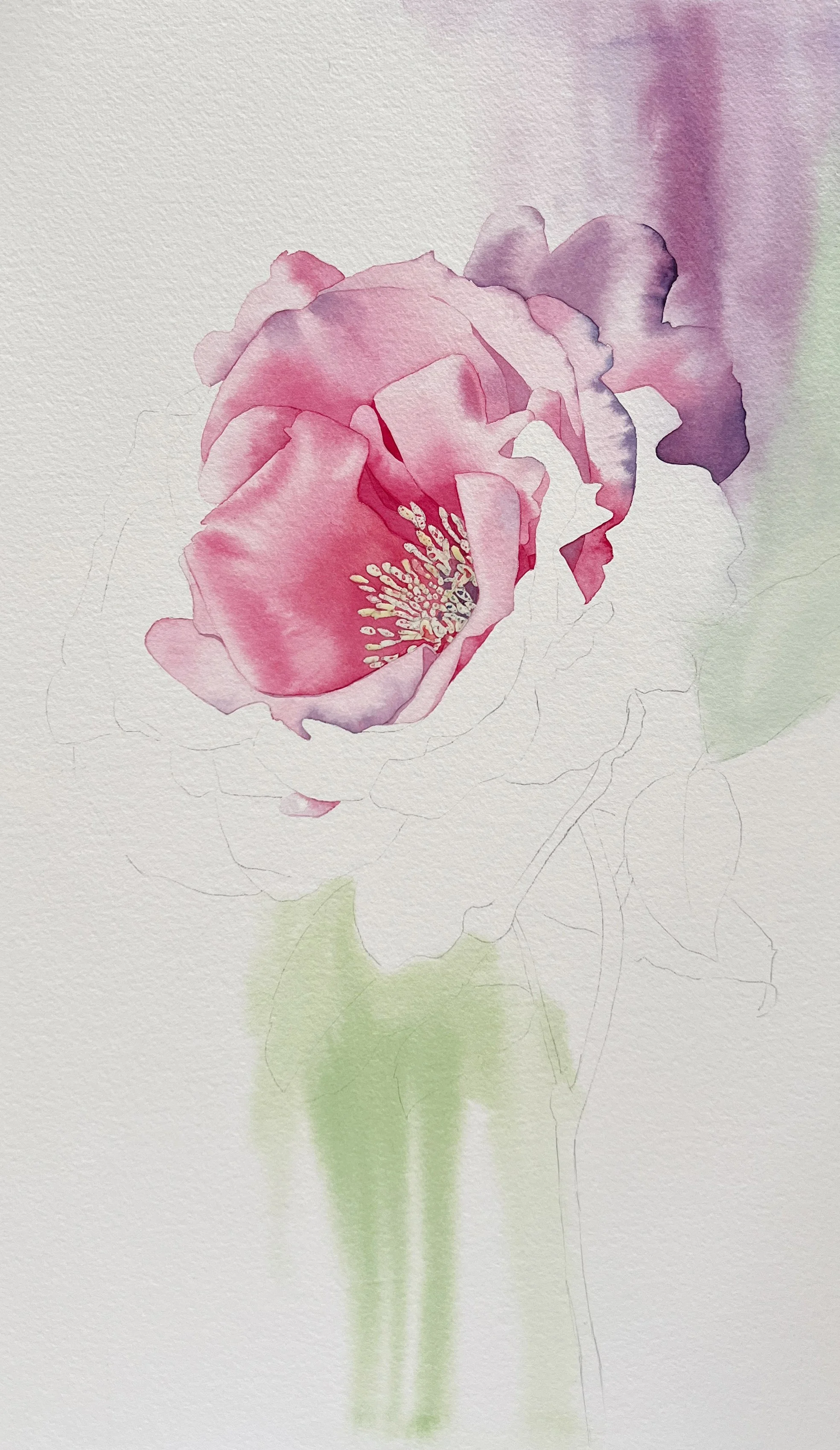Painting a Watercolour Rose — Louise De Masi Watercolour Artist