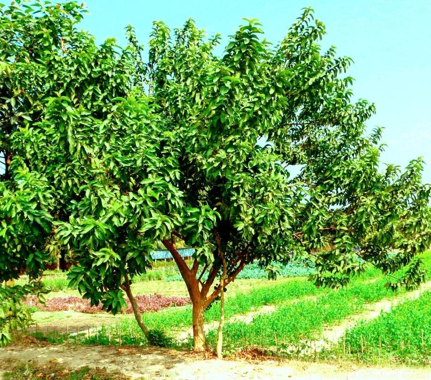 Psidium Guajava - Premium Organic Wraps