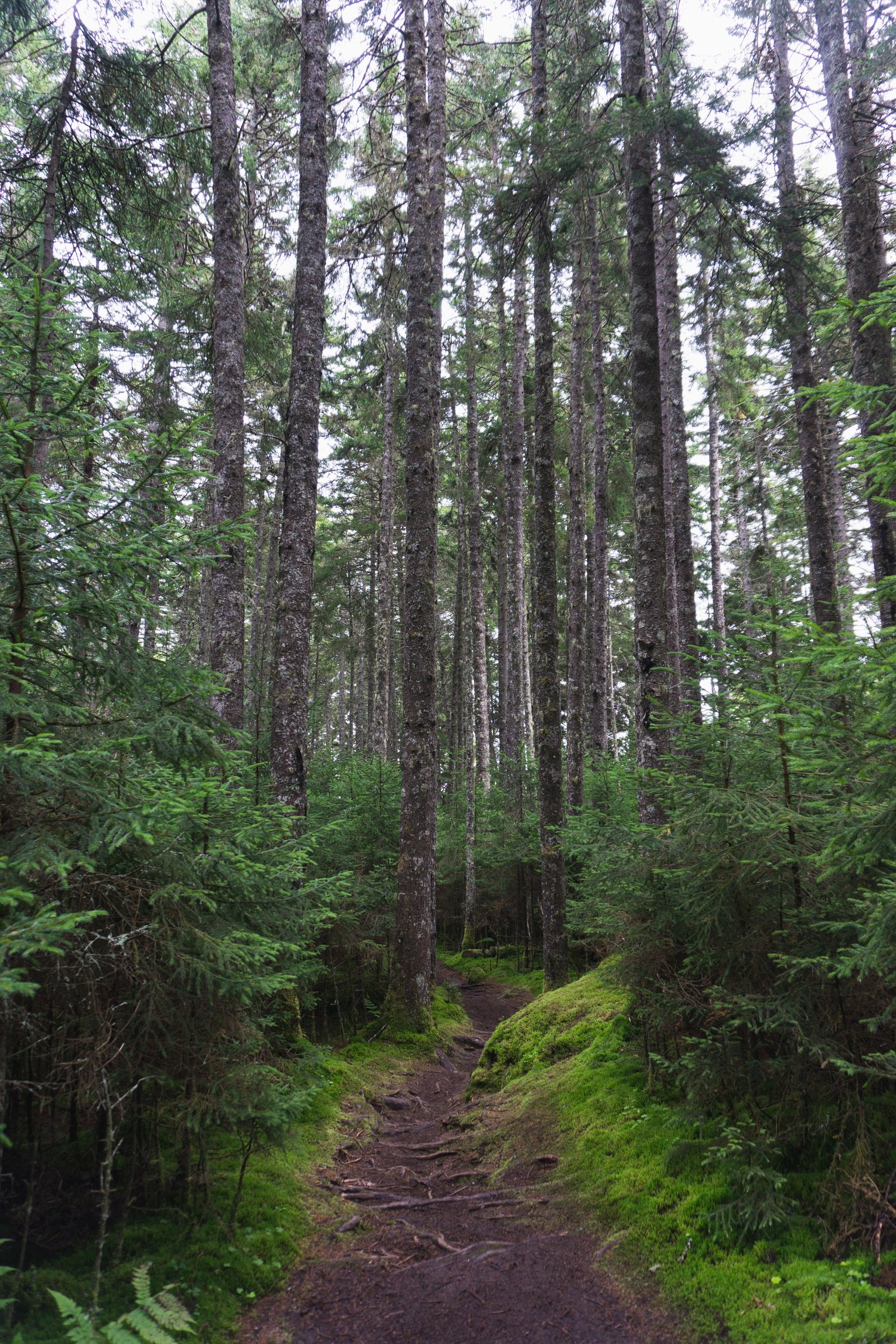 Top 5 Hikes In Fundy National Park — EXPLORE NB