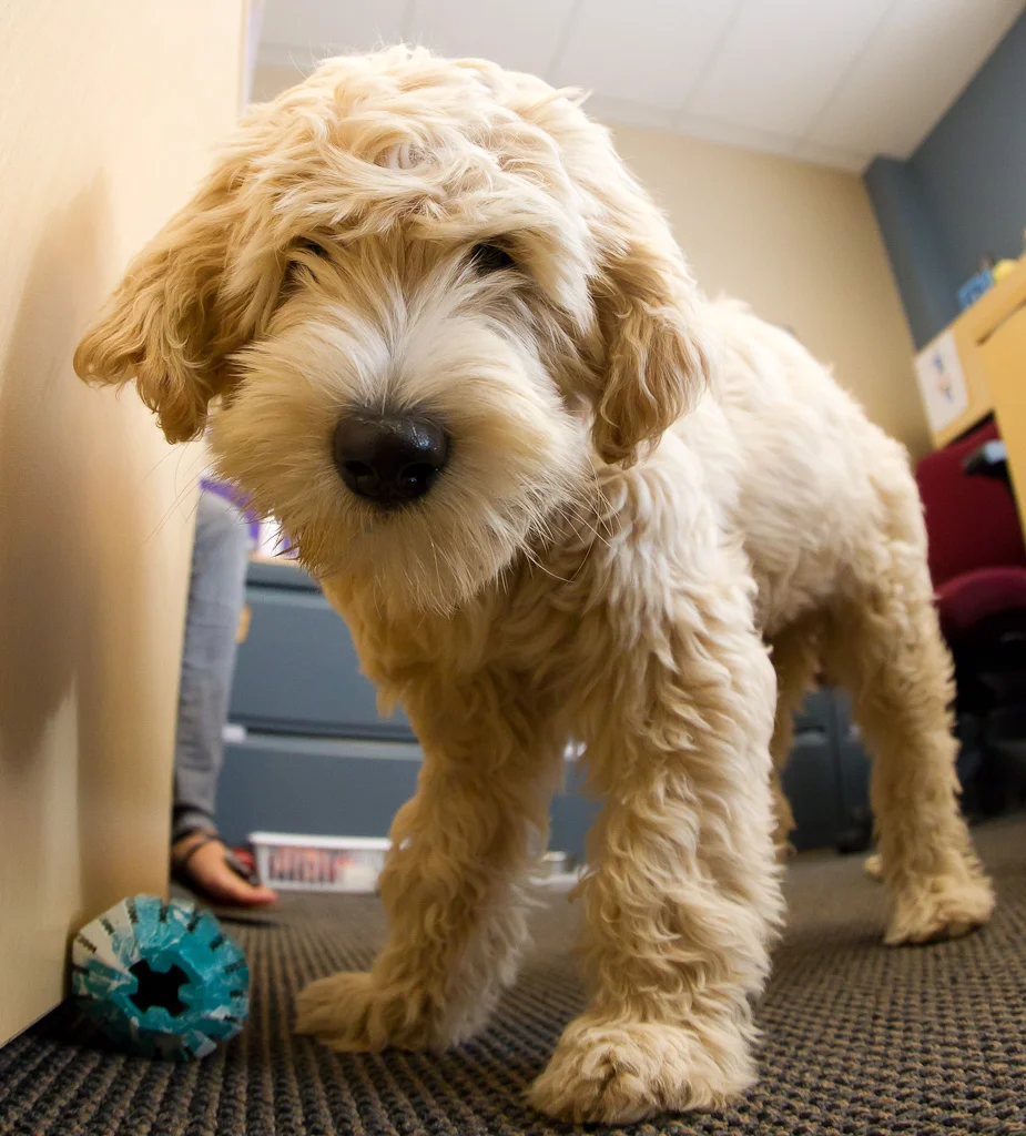 Giving back — Prairie Doodles Labradoodles
