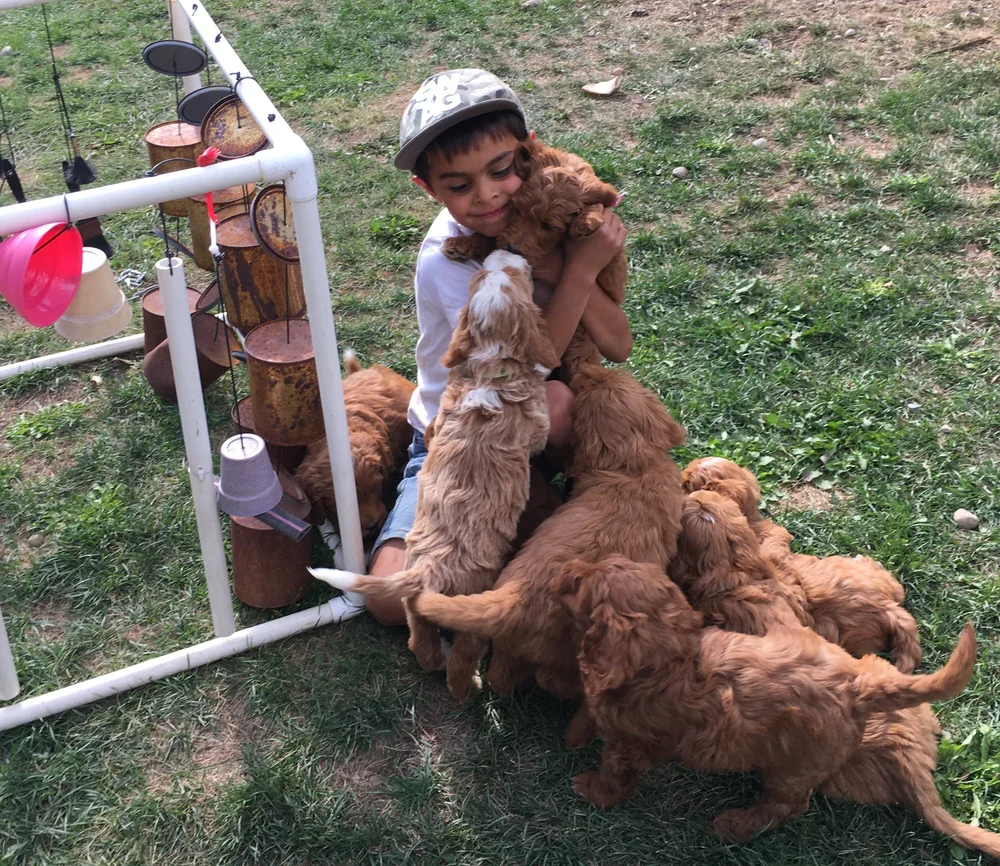 Meet us — Prairie Doodles Labradoodles