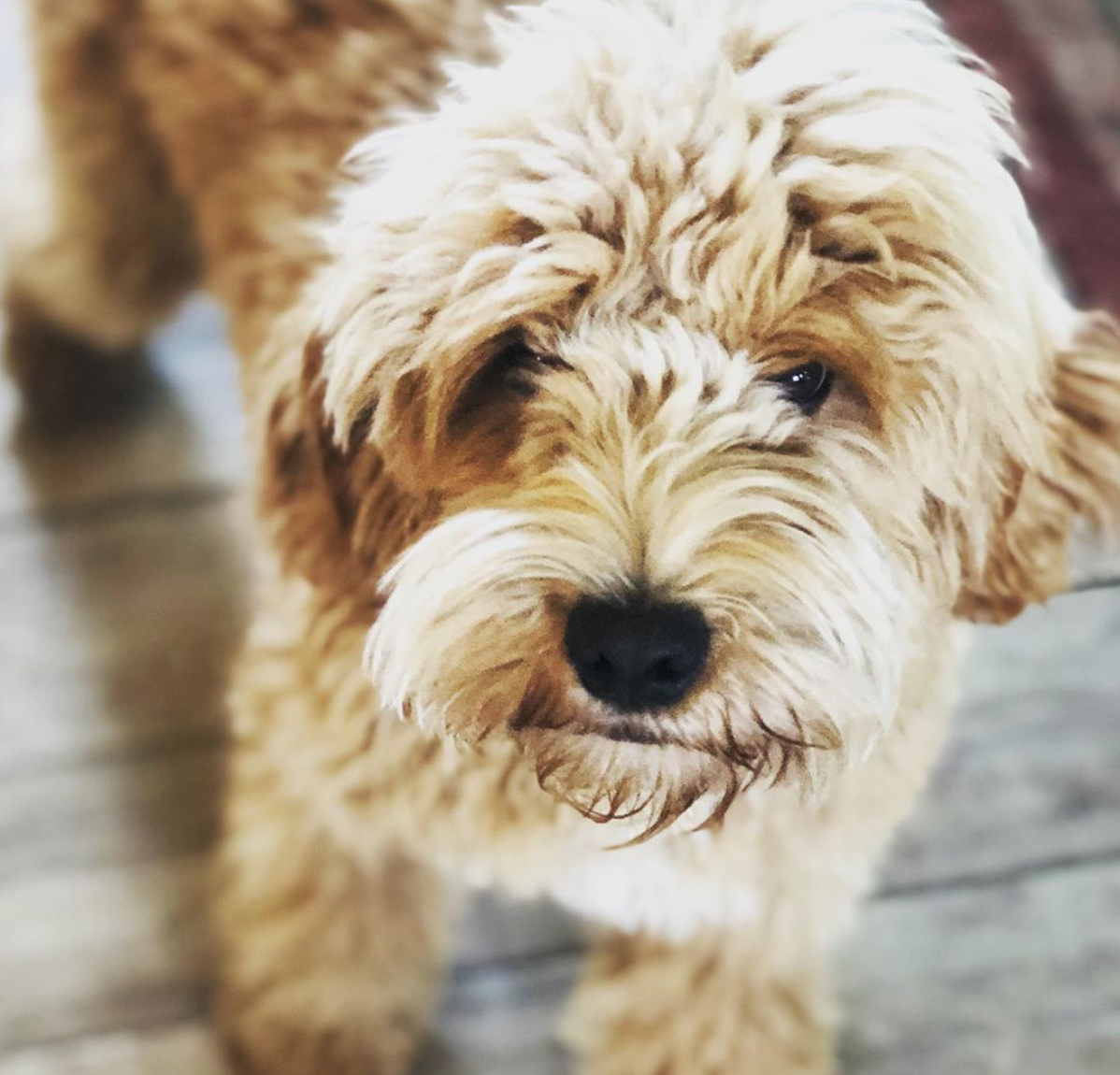 Our boys — Prairie Doodles Labradoodles