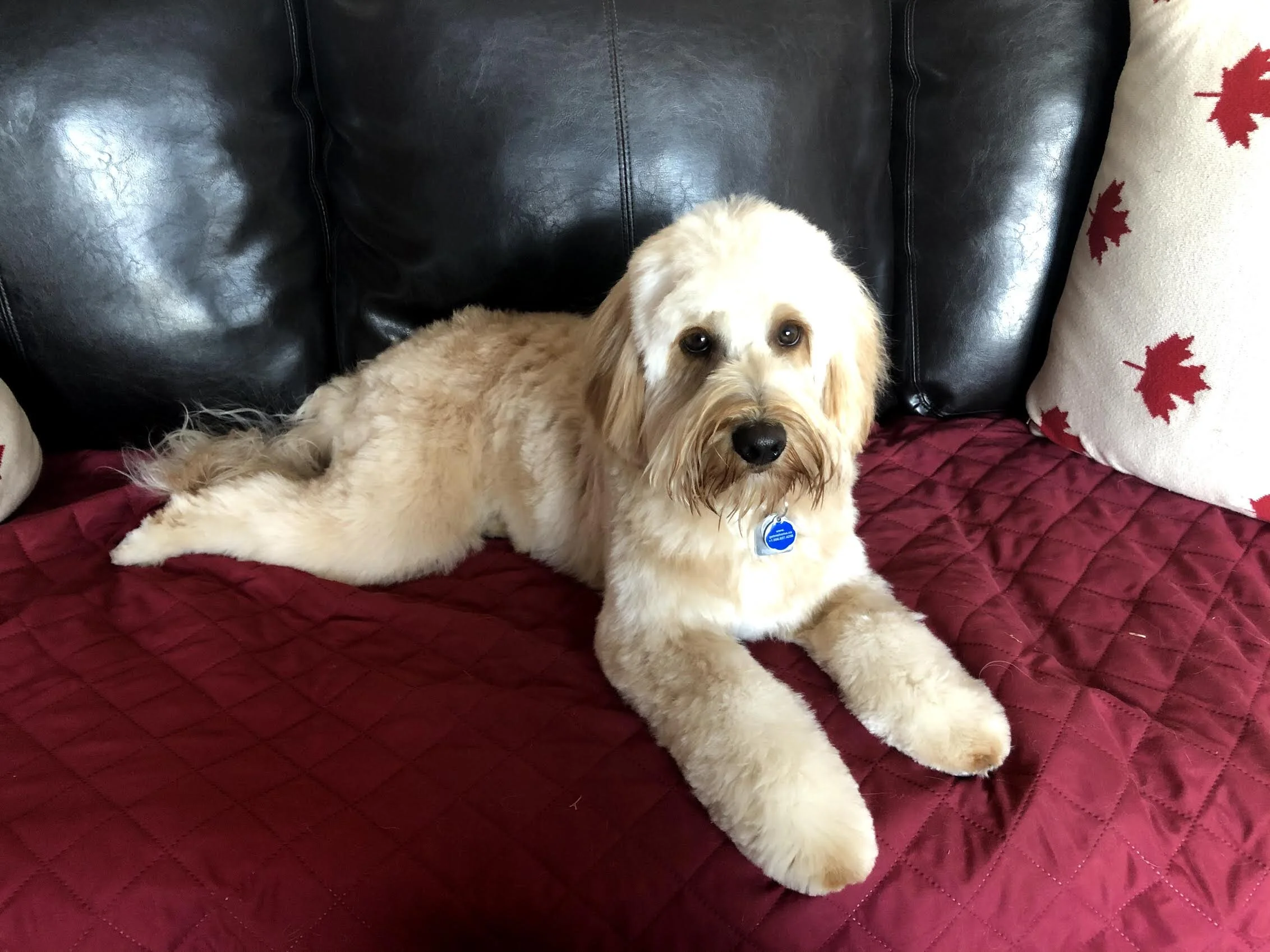 Our girls — Prairie Doodles