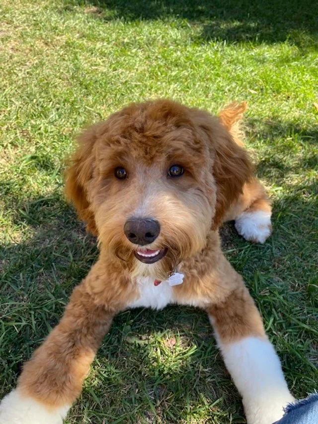 Our girls — Prairie Doodles Labradoodles