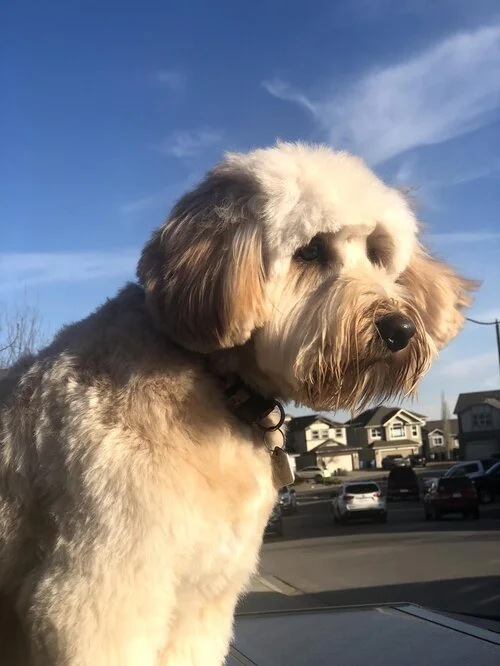 Adopt a Labradoodle — Prairie Doodles Labradoodles