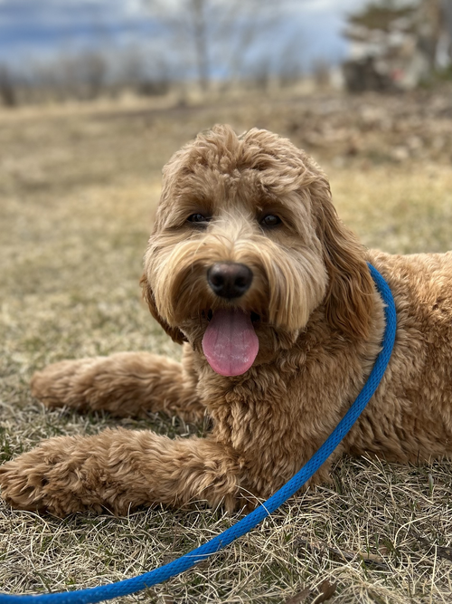 Our girls — Prairie Doodles Labradoodles