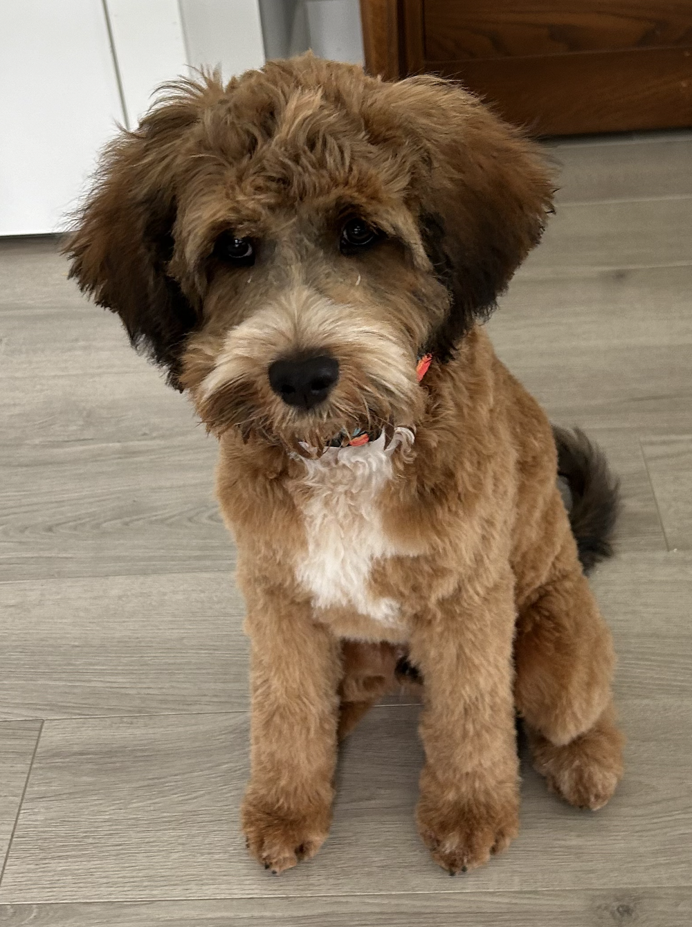Our boys — Prairie Doodles Labradoodles
