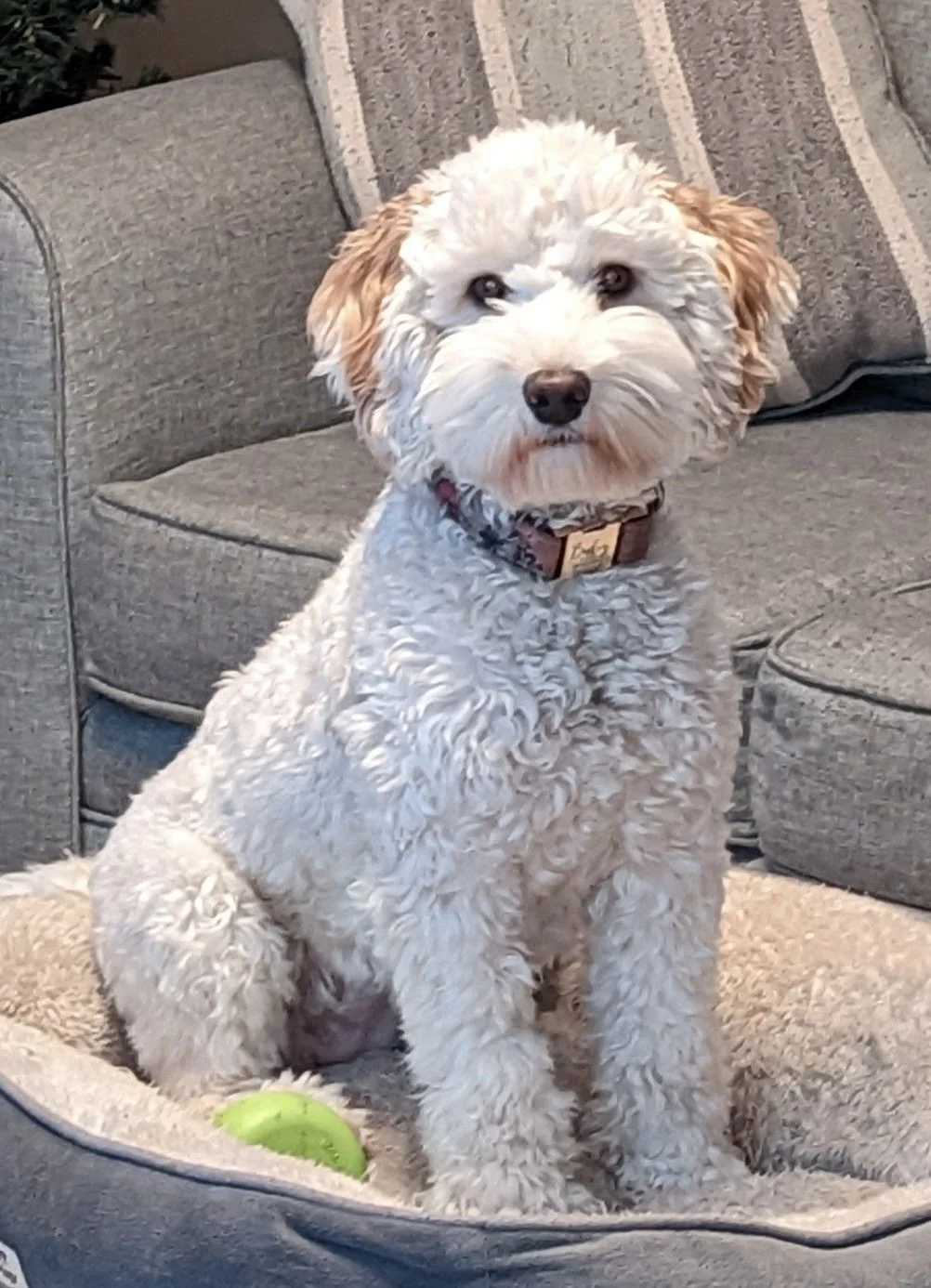 Our girls — Prairie Doodles Labradoodles