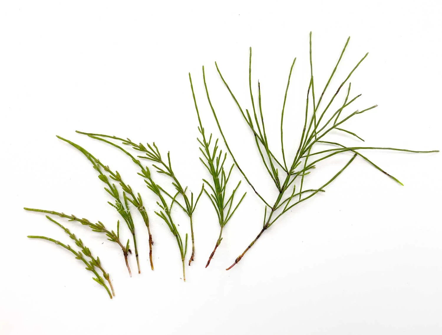 Horsetail for Skin and Hair — LisaLise Pure Natural Skincare