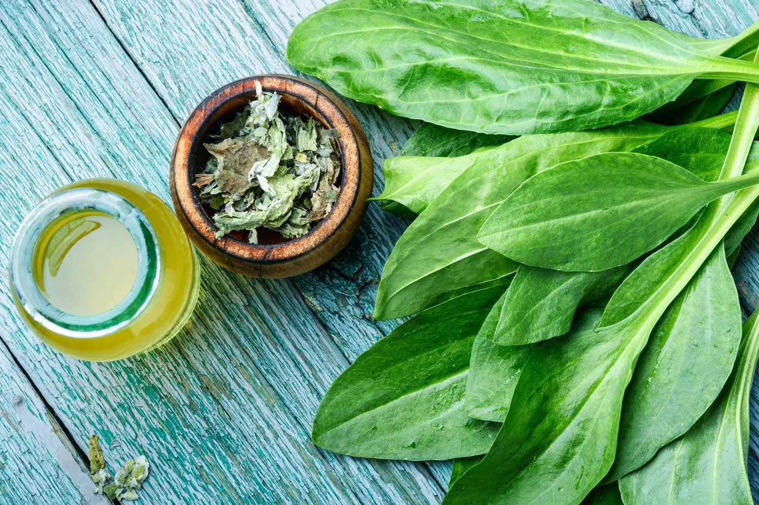 Natural Collagen Stimulants - Plantago major and Plantago lanceolata ...