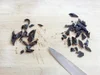 How to Make Vanilla Oil Using the Sun Infusion Method — LisaLise Pure ...