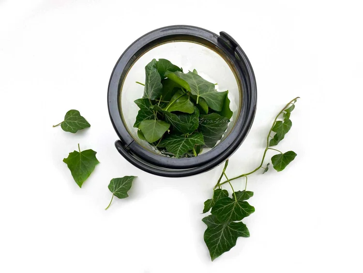 How to Make an Ivy Leaf Hair Cleanser — LisaLise Pure Natural Skincare