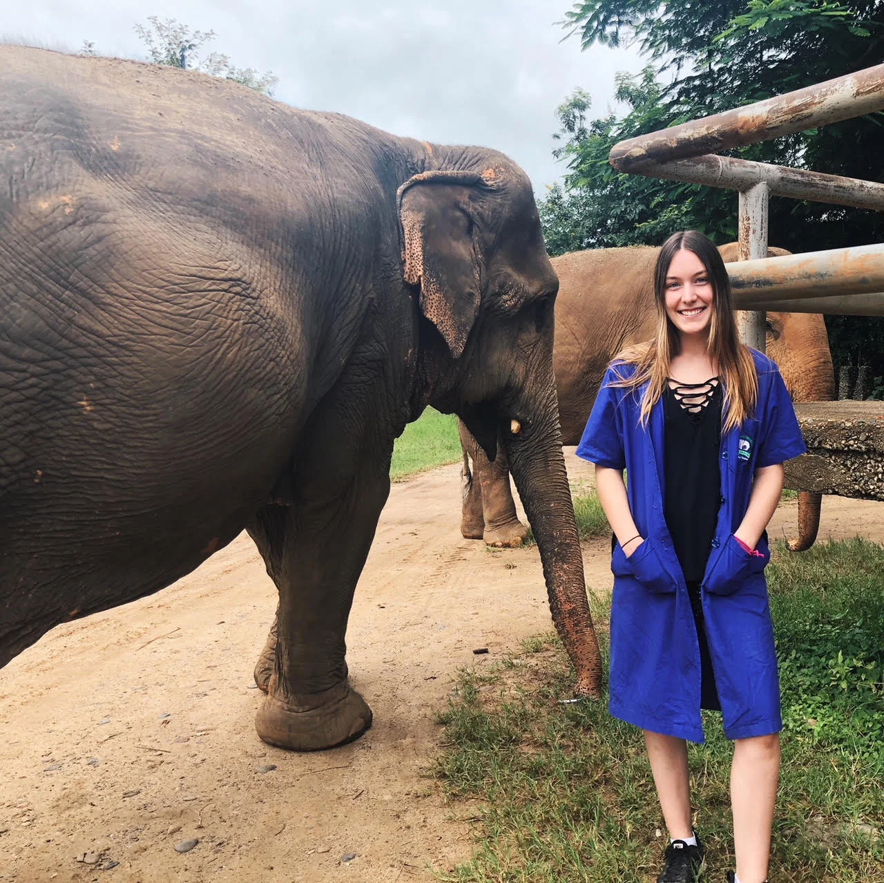 Megan Strong Works with Elephants and Marine Life — The Xaverian Weekly