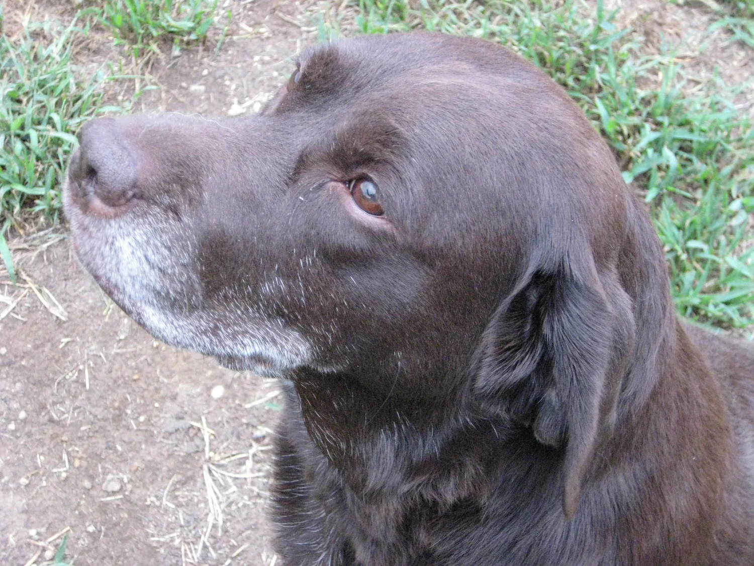 Our Dogs — Babbling Brook Farm