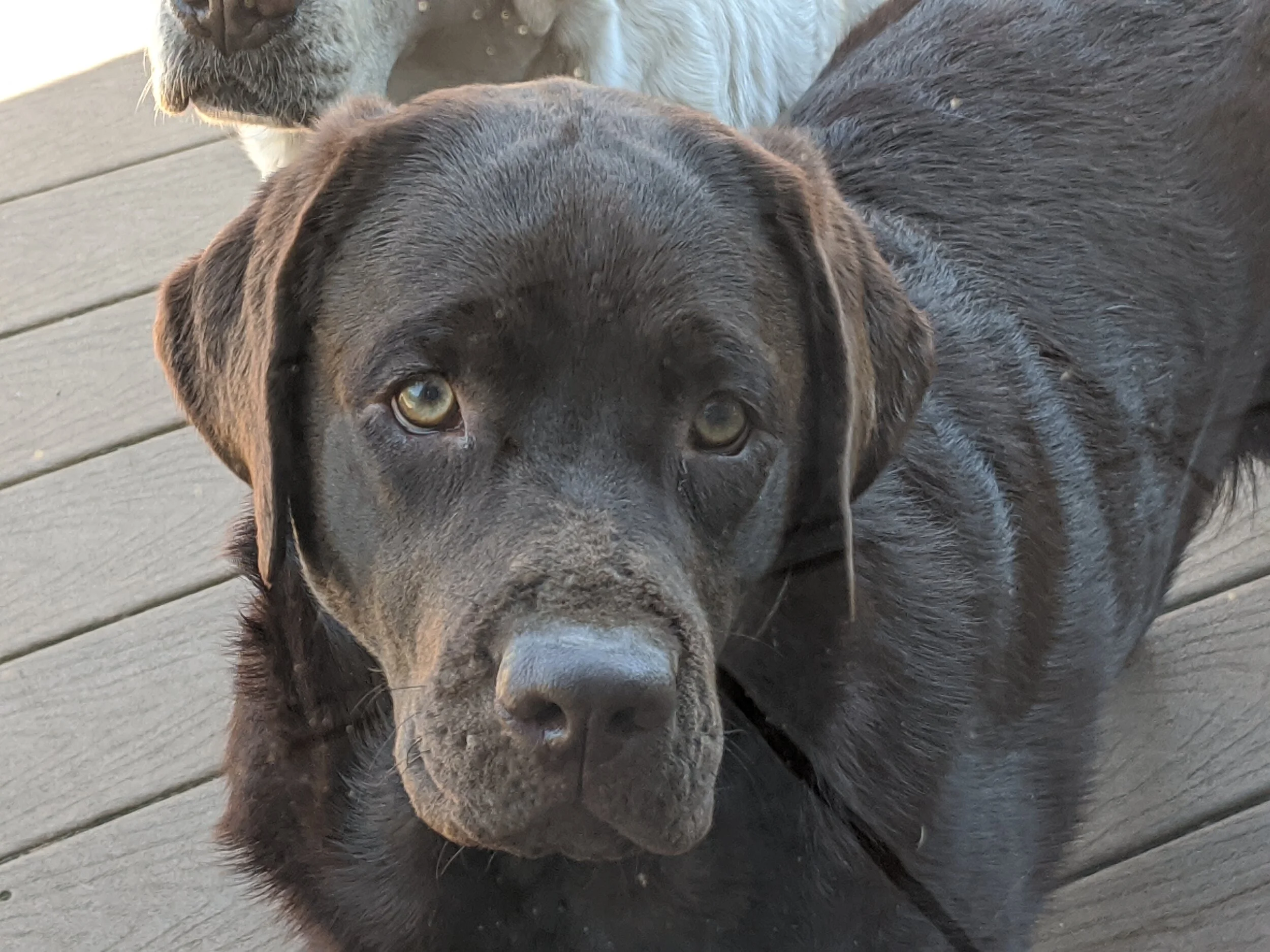 Our Dogs — Babbling Brook Farm