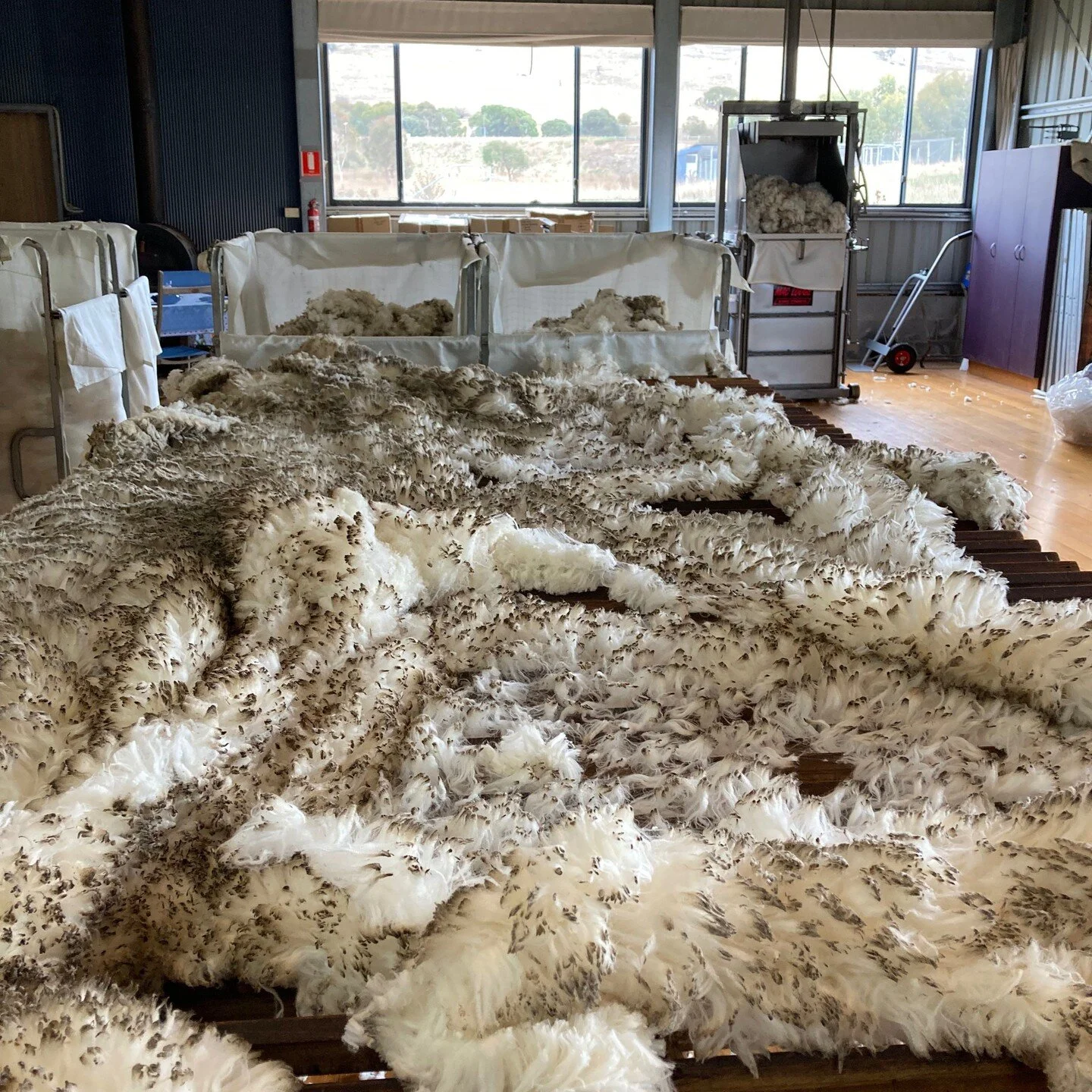 White Gum Wool
