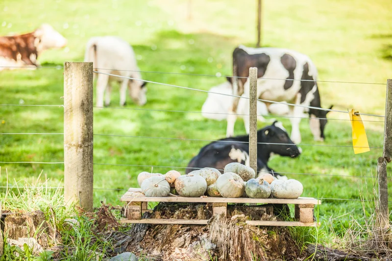 Paddock to Plate Journey — Falls Retreat