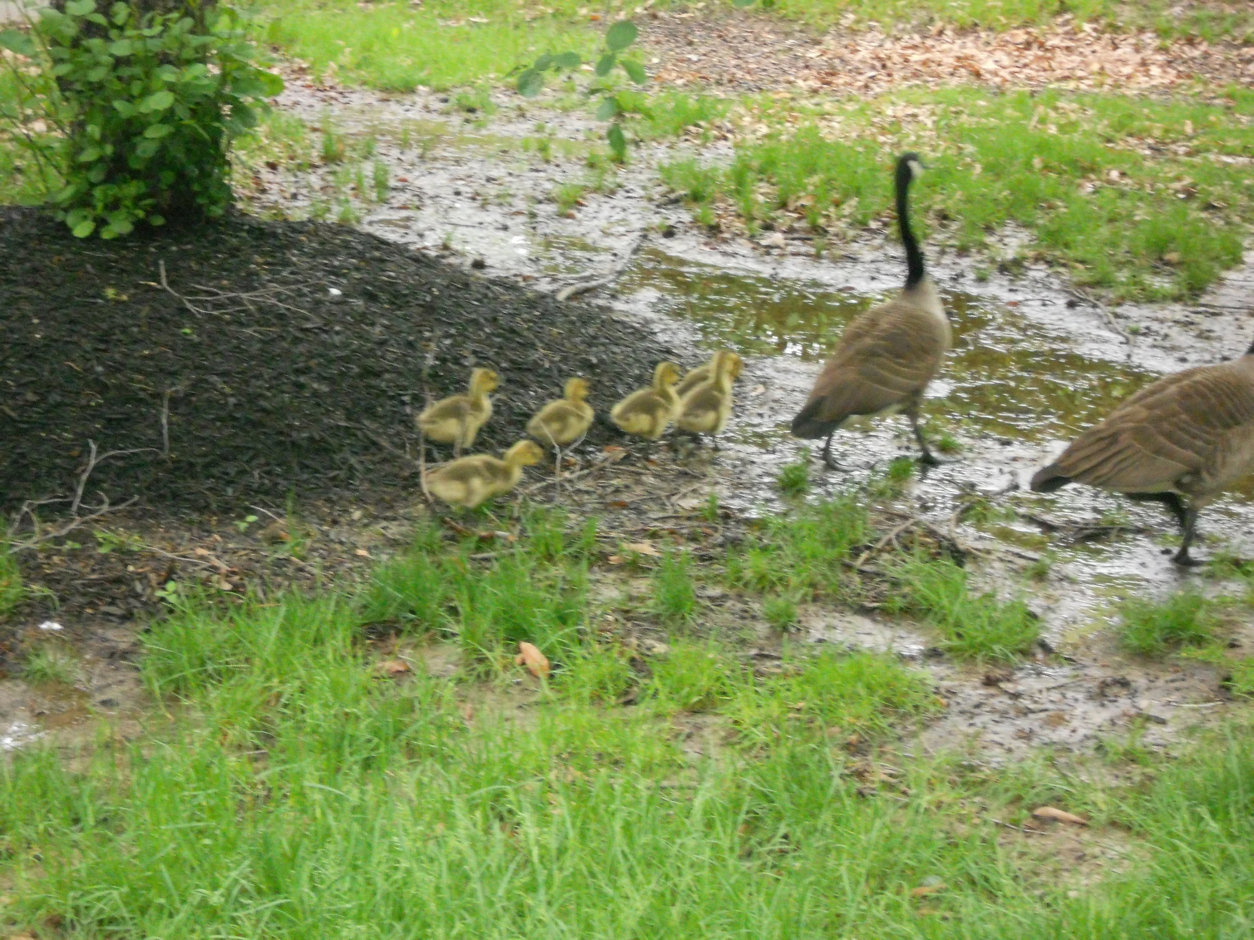 Animals — Safe Haven Farms