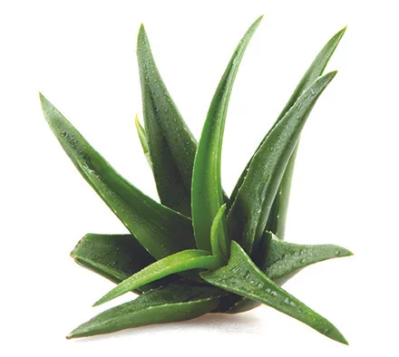 Aloe Up Sun & Skin Care Products UK