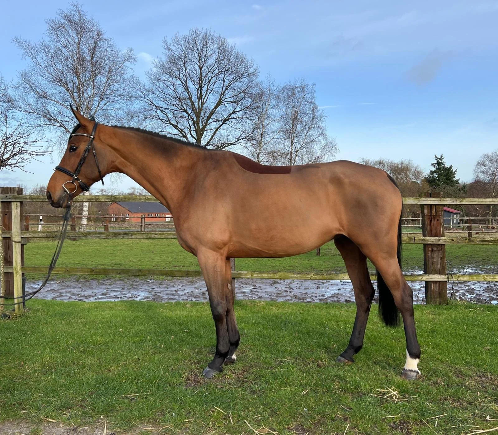 Horses for Sale — German Showhorses LLC