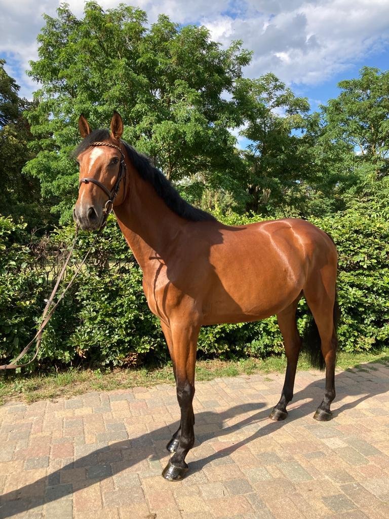 Horses for Sale — German Showhorses LLC