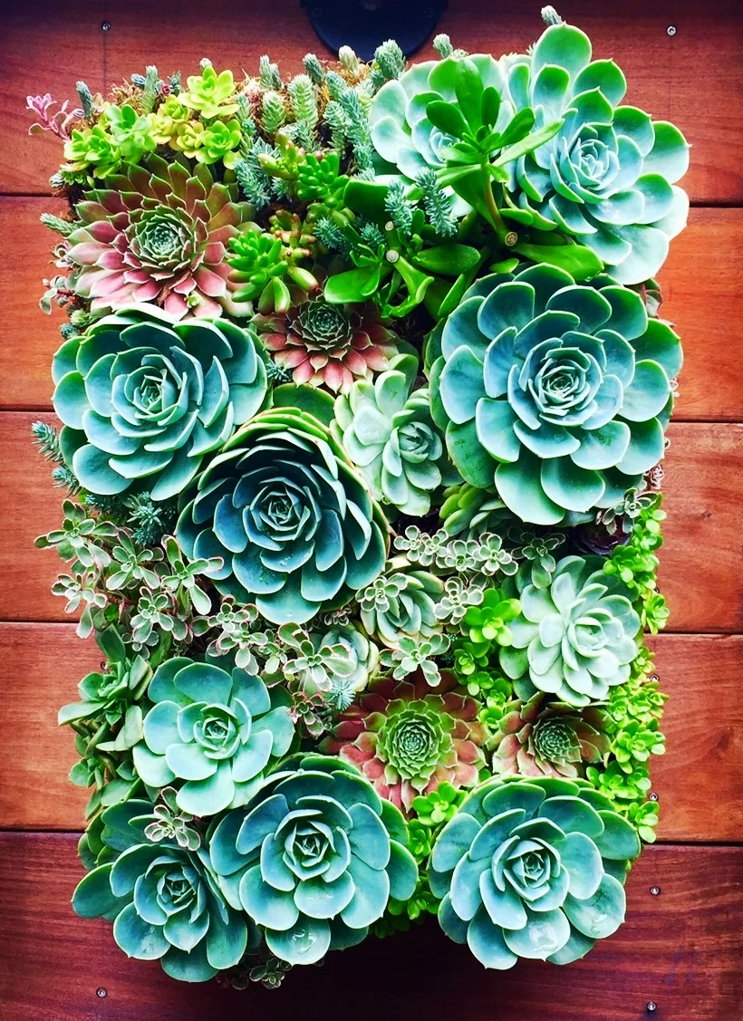 Succulent Walls — SQUARED ROOT LANDSCAPING & DESIGN