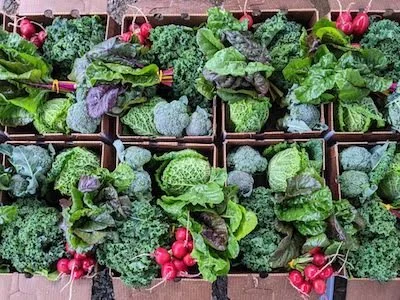 Mighty Market — Mighty Gnome Market Garden