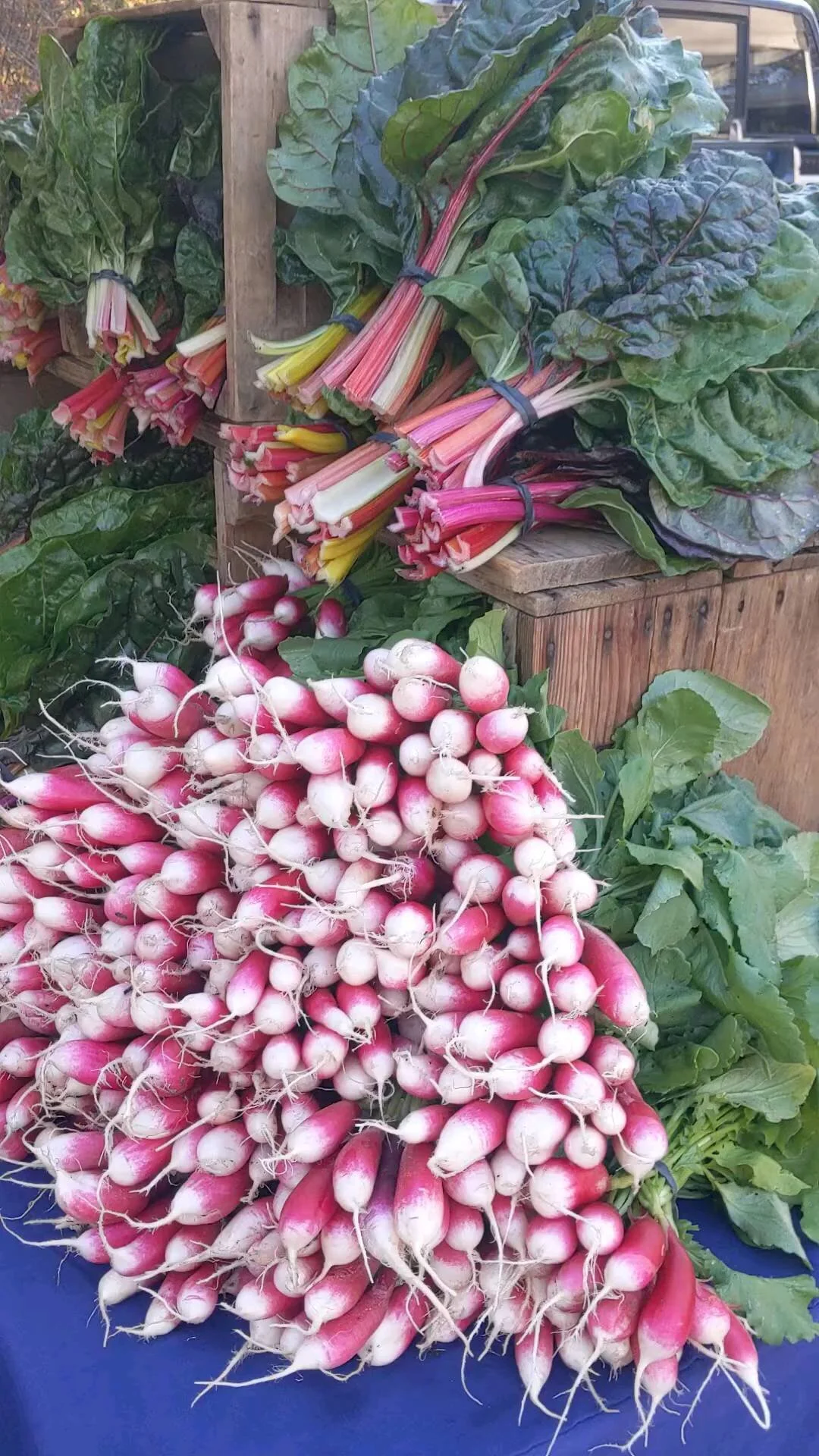 Mighty Gnome Market Garden