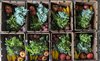 Mighty Market — Mighty Gnome Market Garden
